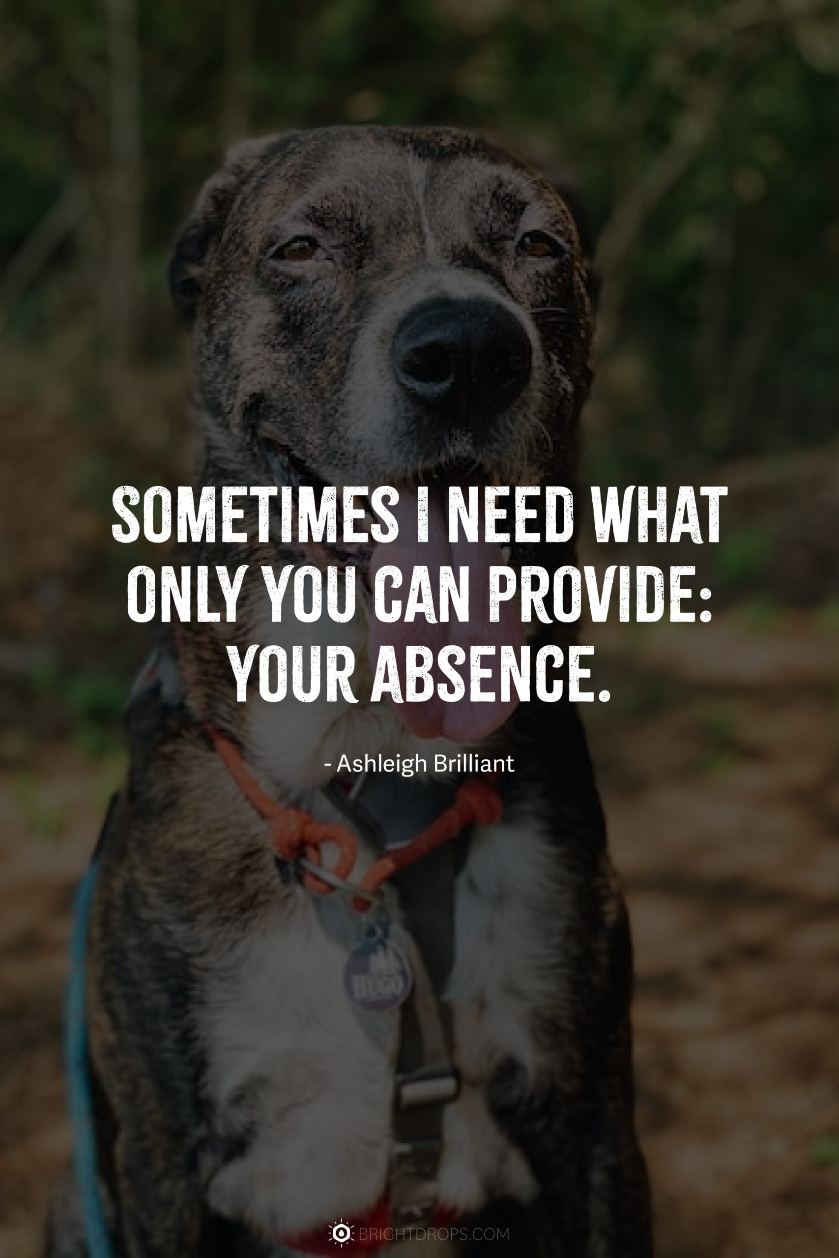 81 Funny Sarcastic Quotes for When You're Feeling Cheeky - Bright Drops