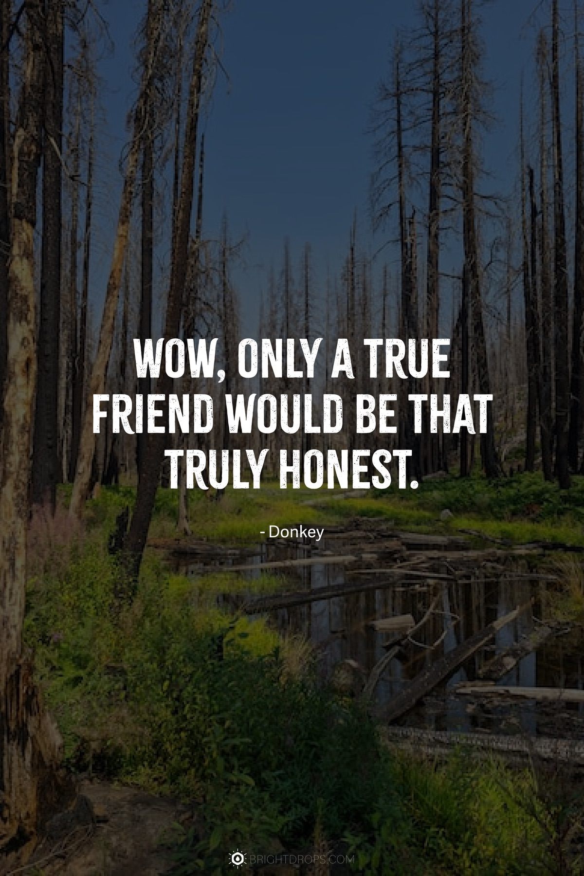 Superfly Quotes 24 Best Shrek Quotes And Misquotes Bright Drops